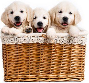 Home | TLC Labrador Retrievers | Labrador Retriever Puppies | Ocala