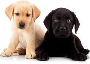 Home | TLC Labrador Retrievers | Labrador Retriever Puppies | Ocala