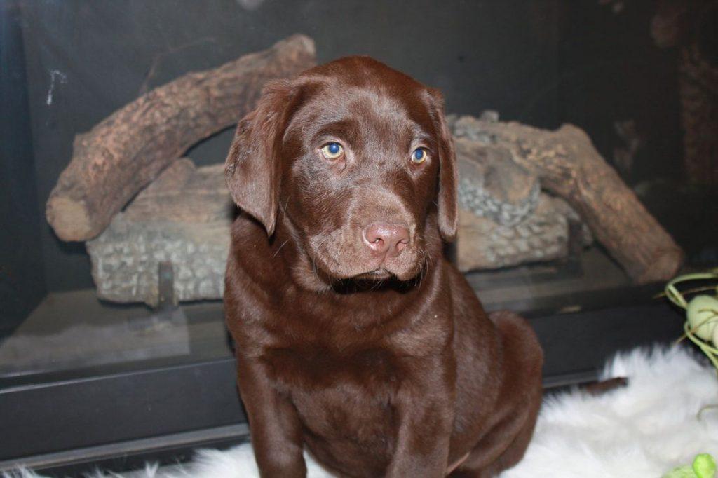 Nursery/Expecting | TLC Labrador Retrievers | Puppy Breeder | Ocala