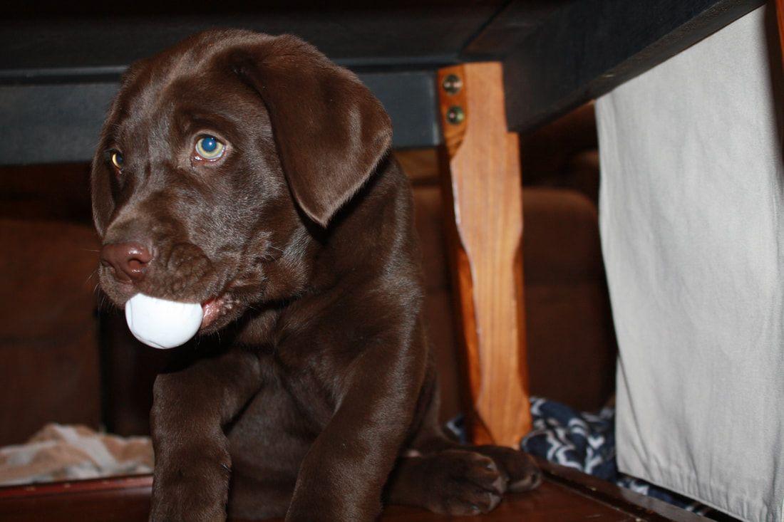 Puppies Available Now | TLC Labrador Retrievers | Ocala | Florida