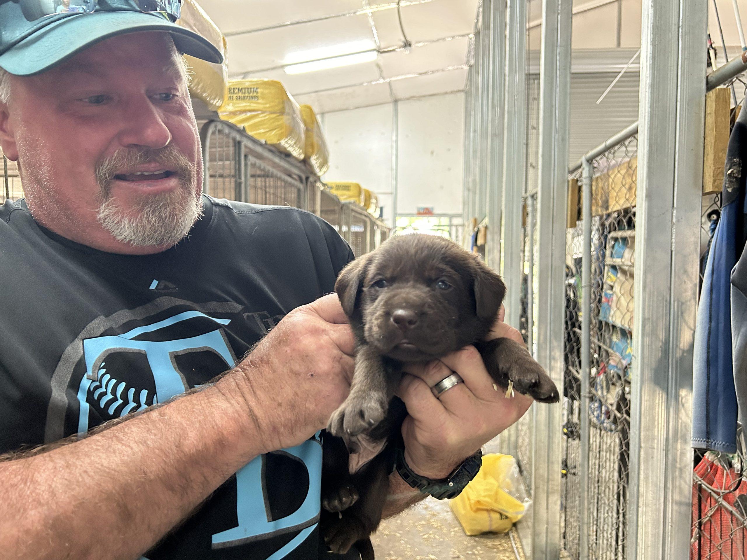 Puppies Available Now | TLC Labrador Retrievers | Ocala | Florida