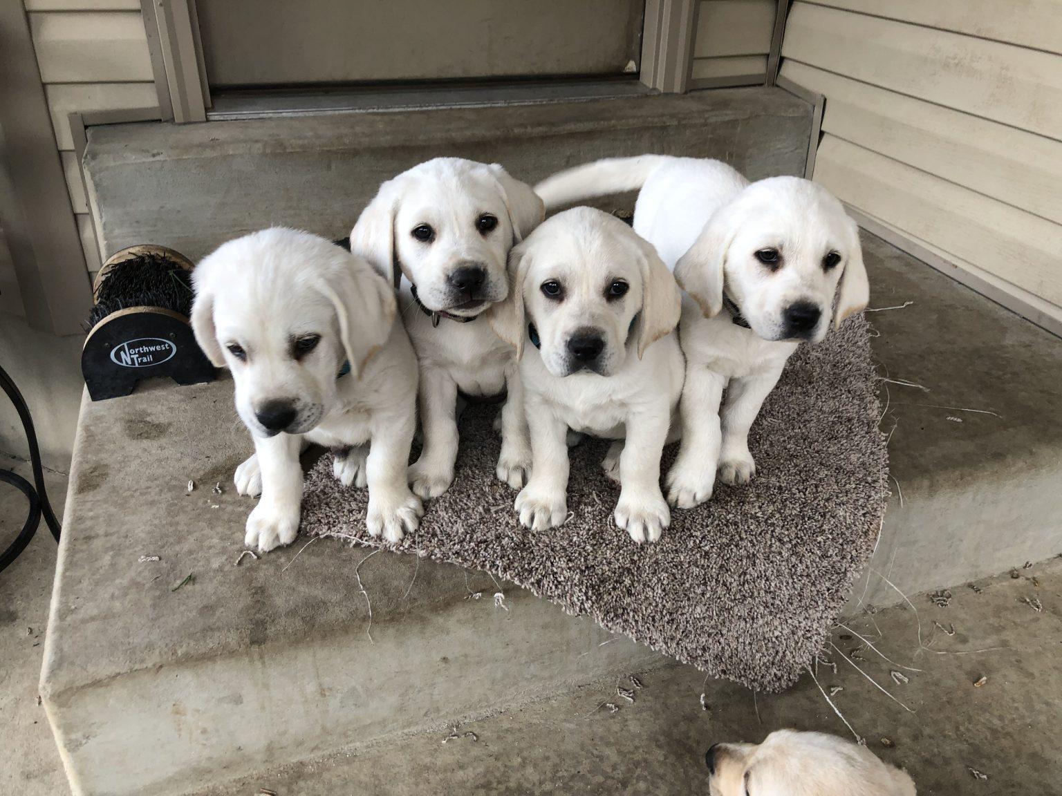 Our Girls - Dams | TLC Labrador Retrievers | Puppies | Ocala | Florida