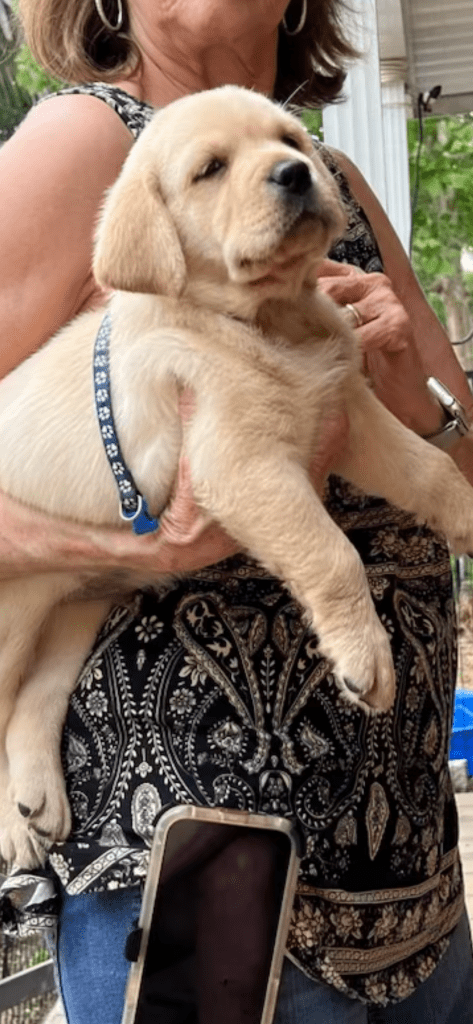 Puppies Available Now | TLC Labrador Retrievers | Ocala | Florida