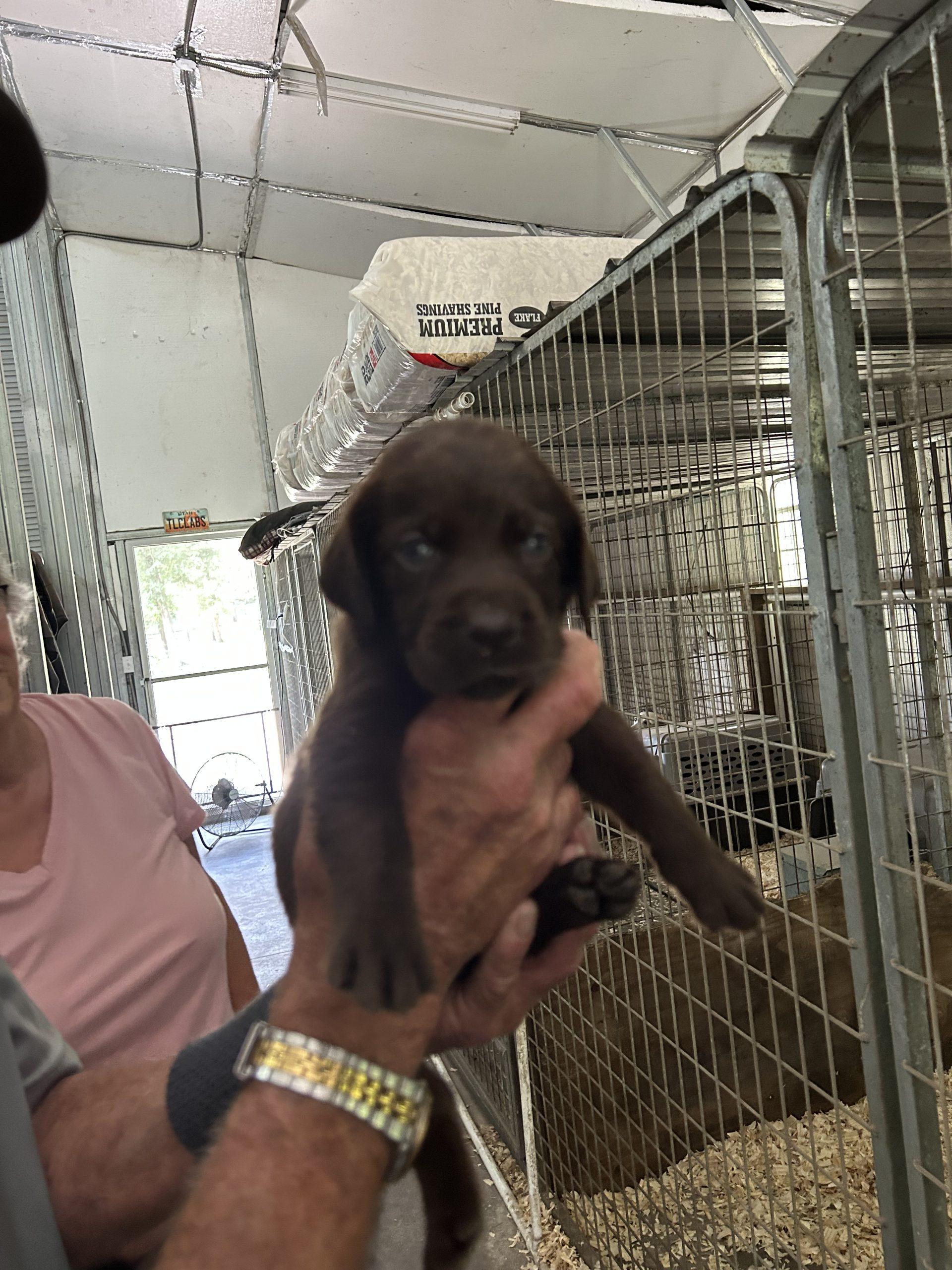 Puppies Available Now | TLC Labrador Retrievers | Ocala | Florida