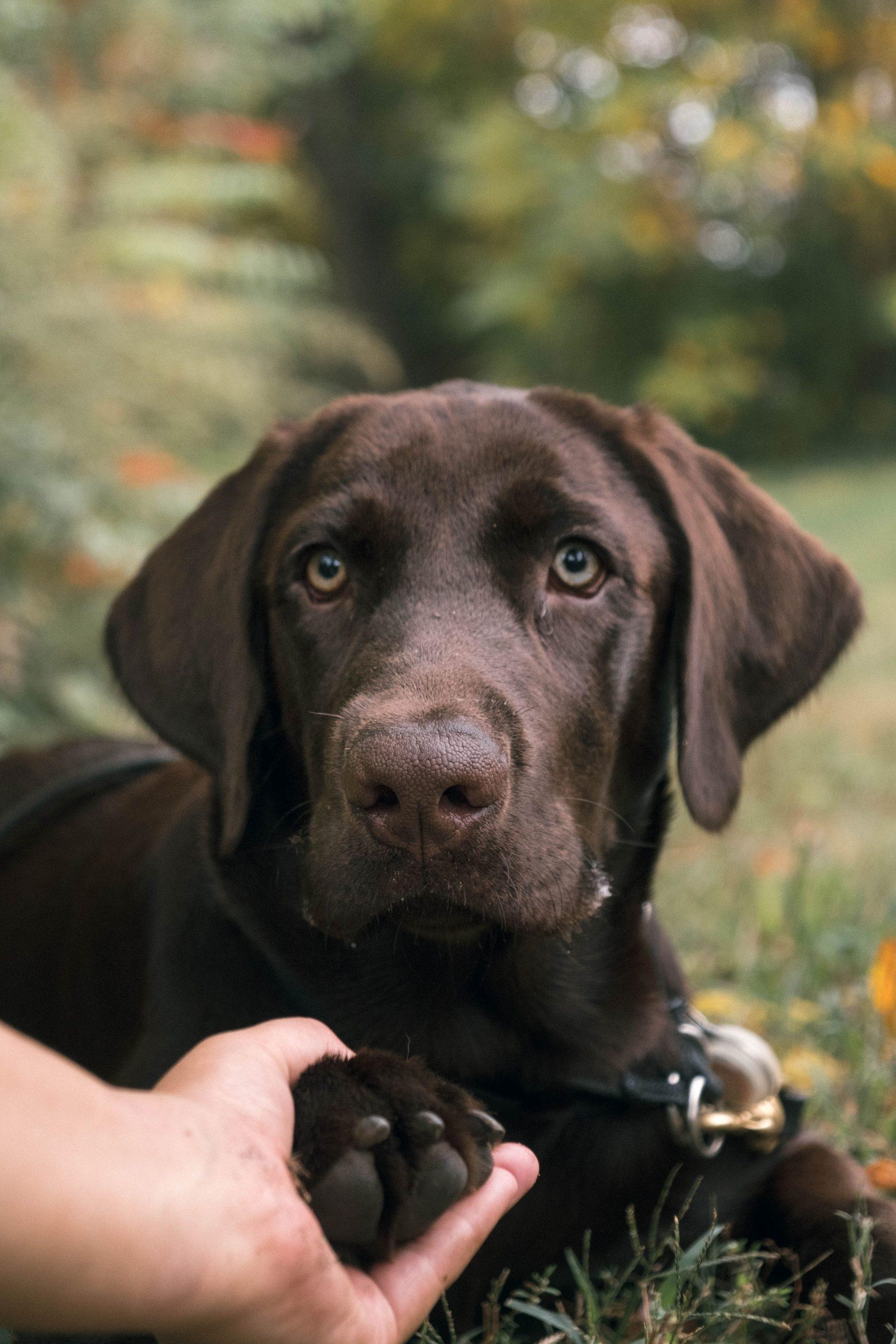 Puppies Available Now | TLC Labrador Retrievers | Ocala | Florida